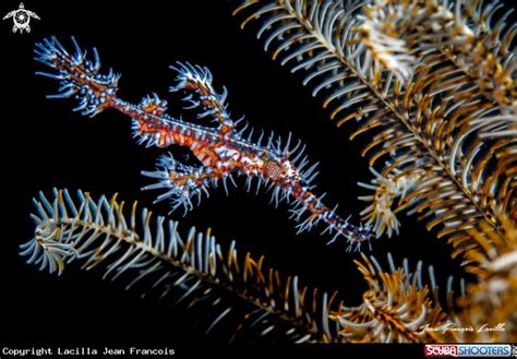 Hornet Ghost Pipefish In Lembeh Indonesia