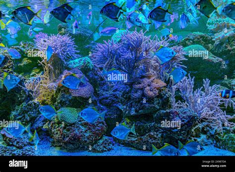 Colorful Angelfish Swimming Gracefully In A Vibrant Coral Reef Stock Photo Alamy
