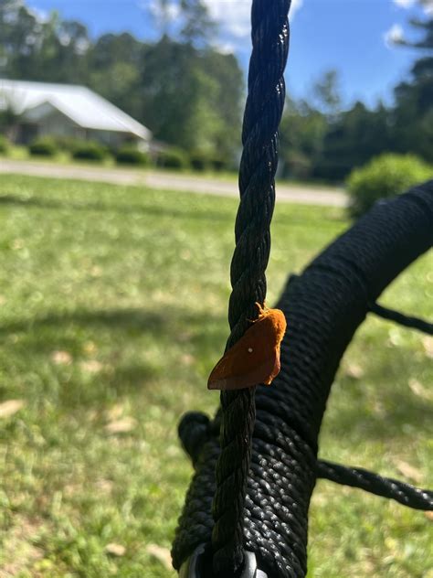 Orange Fuzzy Bug R Whatisthis