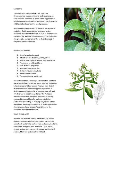 Sambong Herbal Plants Sambong Sambong Tea Is Traditionally Known For Curing Dysmenorrhea