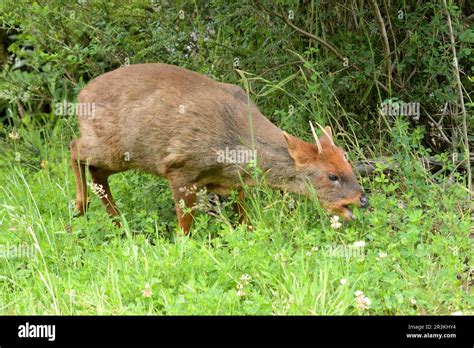 Southern Pudu Pudu Puda The Smallest Deer In The World Endemic To