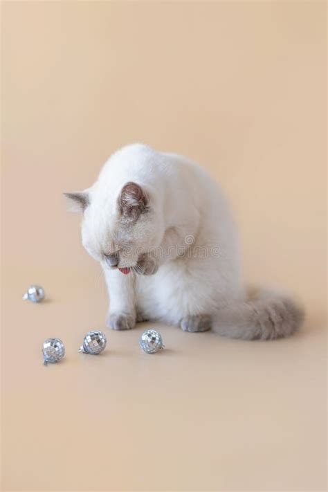 Licking Balls Stock Photos Free Royalty Free Stock Photos From Dreamstime