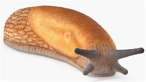 Slug Dusky Arion Lying Model Turbosquid 2013444