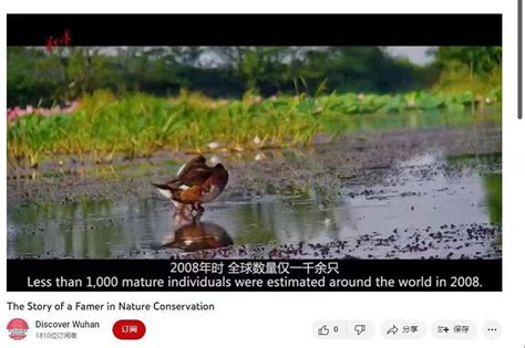 “人鸟情缘”火到海外——国外媒体纷纷转载武汉青头潜鸭的故事 日本 Wuhan 新闻