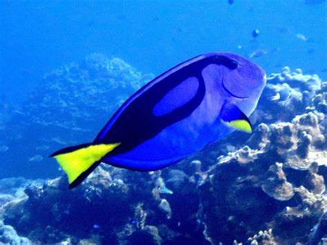 ナンヨウハギ 2023 12 10 WEB魚図鑑