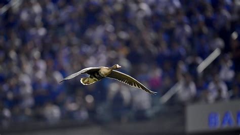 Padres Dodgers un oiseau a volé le spectacle et a été sorti avec l