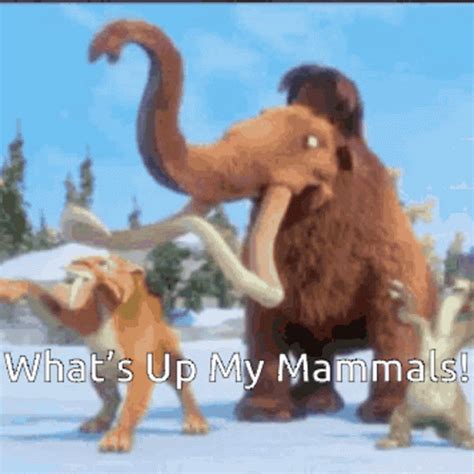 Ice Age Dancing  Ice Age Dancing Descobrir E Compartilhar S