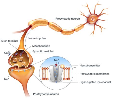 Introduction To The Nervous System
