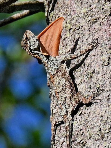 Orange Bearded Gliding Lizard Draco Fimbriatus