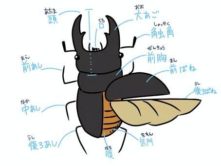 クワガタイラスト無料イラストフリー素材ならイラストAC