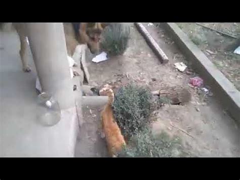 Dog vs Cat | Dog and Cat sex | Собака и кошка секс - YouTube