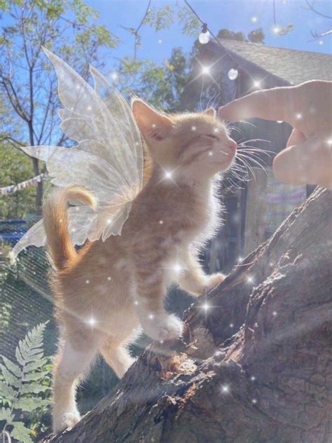 Fairy Cat Enchanting Photography Of A Small Kitten