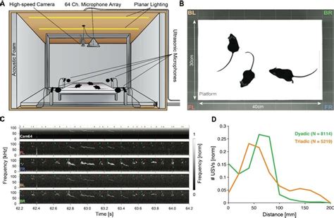 Mice Emit Ultrasonic Vocalizations Usvs In Close Proximity During