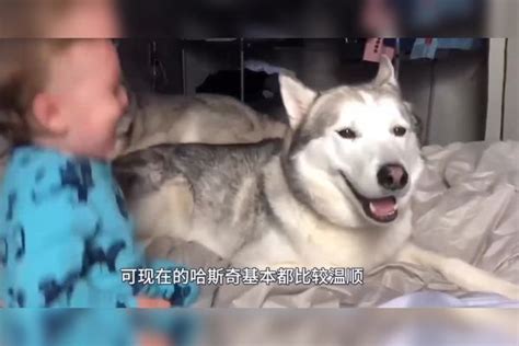 不敢打架的哈士奇，“吵架”从没输过！接下来一幕请忍住笑哈士奇