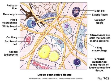 Loose Connective Tissue Labeled Matrix