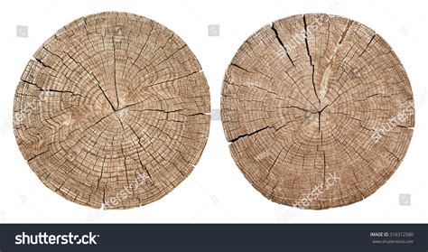 Cross Section Tree Trunk Showing Growth Stock Photo 316312580 Shutterstock