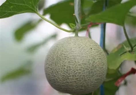 Agriculture News Most Expensive Fruits In The World Know Price And