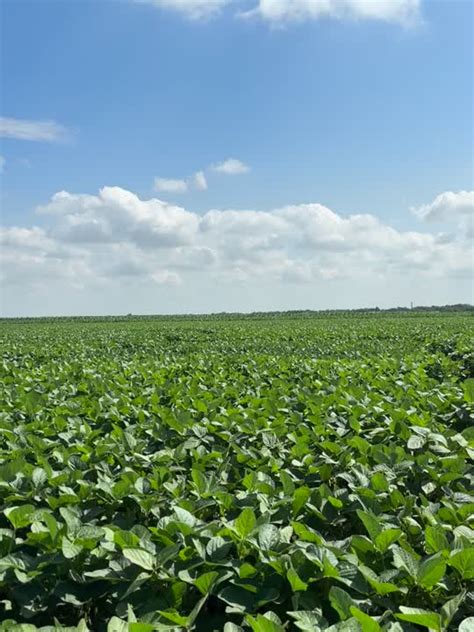 Legumes Science To Practice On Linkedin Fondzanauku Soypredict Prisma