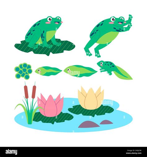 Frog Life Cycle Cut Out Stock Images And Pictures Alamy