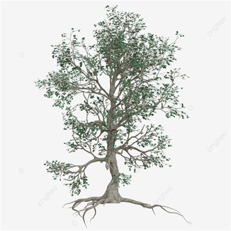 Forest Tree Front View Forest Tree Tree Transparent Forest PNG Transparent Clipart Image And