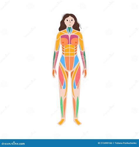 Menselijk Spierstelsel Vector Illustratie Illustration Of Borst
