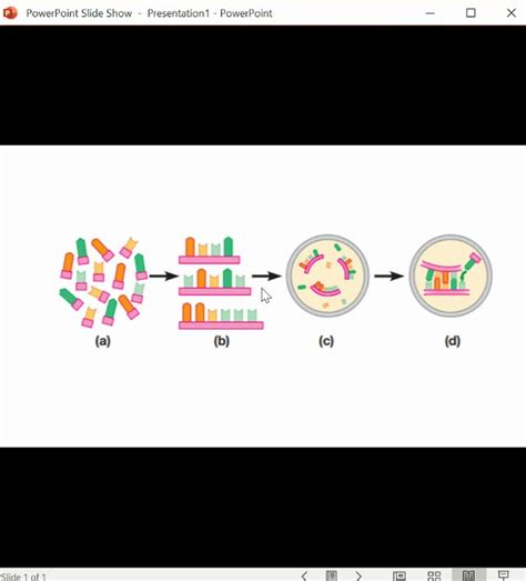 SOLVED Using The Figure Below Describe The Stages That May Have Numerade