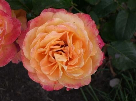 Rose 'Adolf Horstmann' Bush Form (Eco Grade) - Hello Hello Plants
