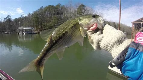 Winter Spotted Bass Fishing On Lake Lanier Youtube