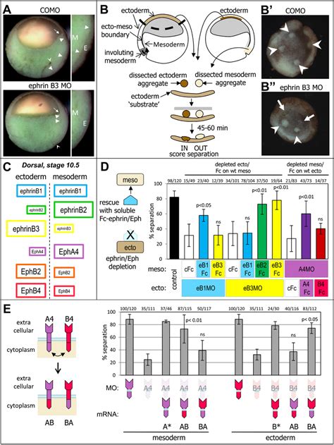 Multiple Ephrins And Eph Receptors Are Specifically Required For