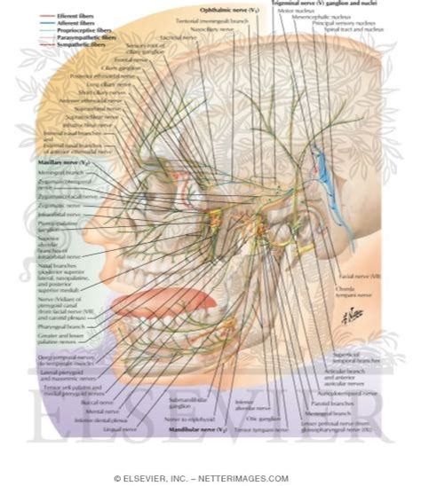 Trigeminal Nerve Anatomy Netter