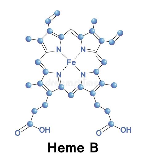 Heme B Medical Stock Vector Image 64184303