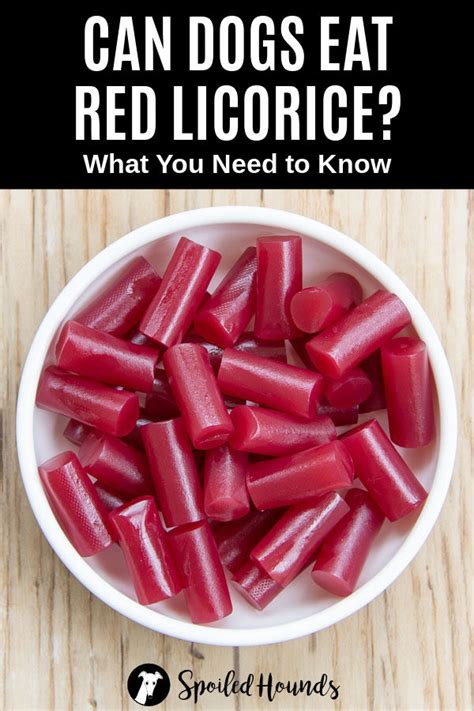 Can Dogs Eat Licorice What You Need To Know