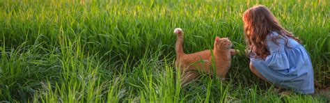 Cat Microchip Database List