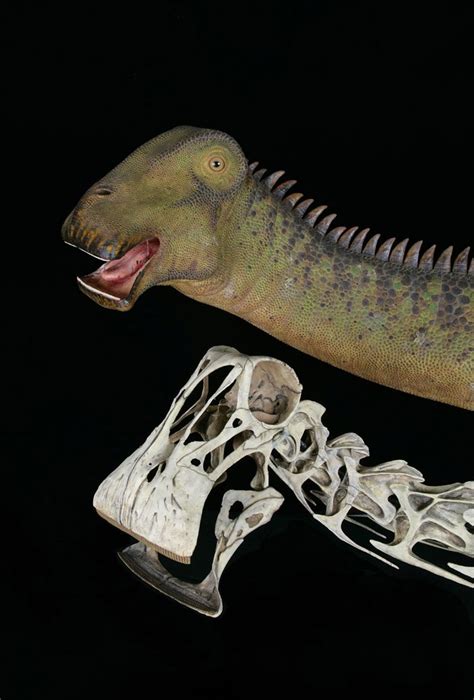 Nigersaurus Pictures Facts The Dinosaur Database