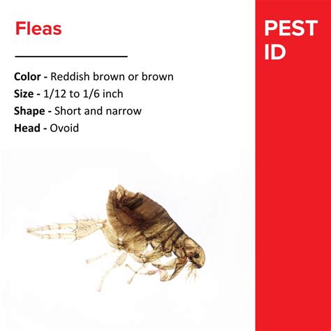 Ehrlich Pest Control On Linkedin Flea Infestations Can Quickly Cause