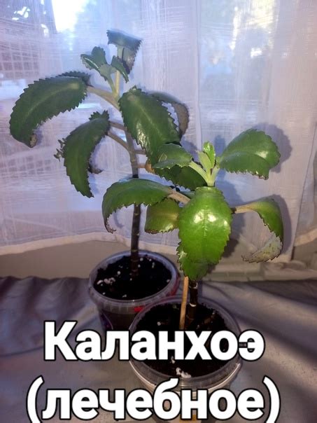 Продам цветы. Цена: 100 рублей за штуку или обменяю на литр молока в ...