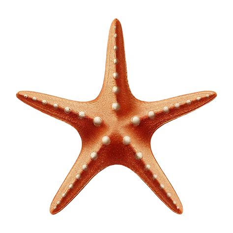 Starfish On Transparent Background Highly Detailed Png