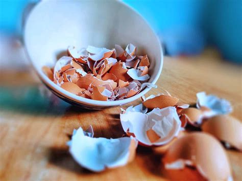 Myth Busting An Old Wives Tale Of Eggshell Benefits Plants Craze