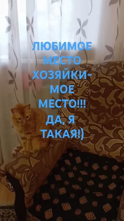 ЛЮБИМОЕ МЕСТО ХОЗЯЙКИ МОЕ МЕСТО ДА Я ТАКАЯ кошка кошкавдоме Youtube