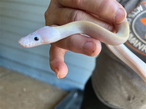 Possible Lesser Champagne Het Pied Ball Pythons Morphmarket Reptile