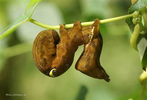 Pest Object Detection Dataset And Pre Trained Model By Pest