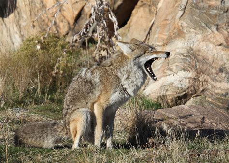 Coyote Just Like A Human Feathered Photography