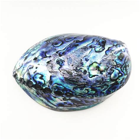 Paua Shell Kiwi Shop