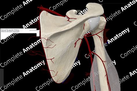 Dorsal Scapular Artery Complete Anatomy