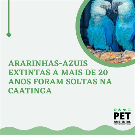 Ararinhas Azuis Extintas Há Mais De 20 Anos Foram Soltas Na Caatinga