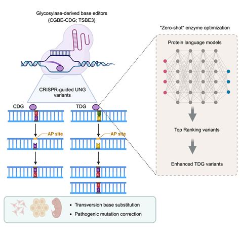 protein language models assisted optimization of a uracil n glycosylase