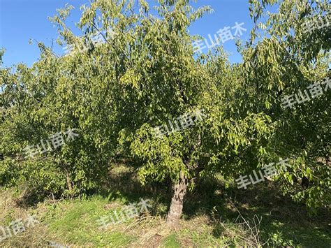 脆密大枣基地 脆密大枣基地 栖霞市丰山果树苗木研究所