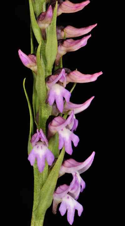 Orchids Of Sikkim Himalayas Naresh Swami The Orchids Of The