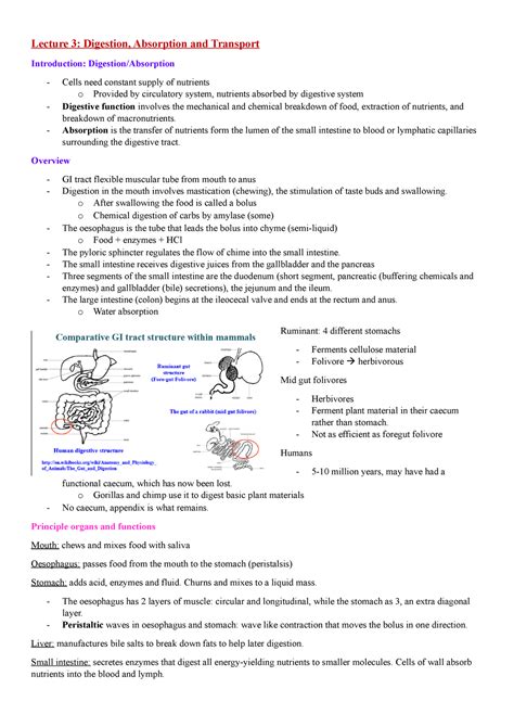 Lecture Notes Lecture Digestion And Absorption Lecture Digestion Absorption And
