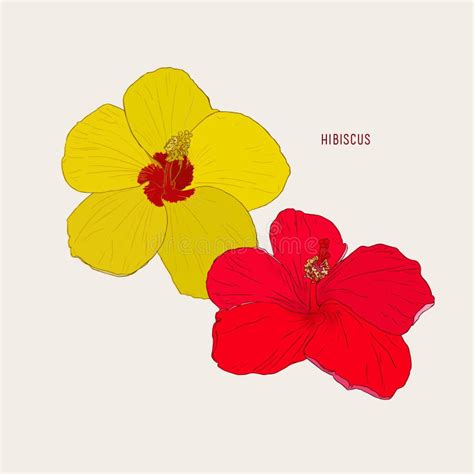 Hawaiian Hibiscus Flowers Sketch Vector Stock Vector Illustration